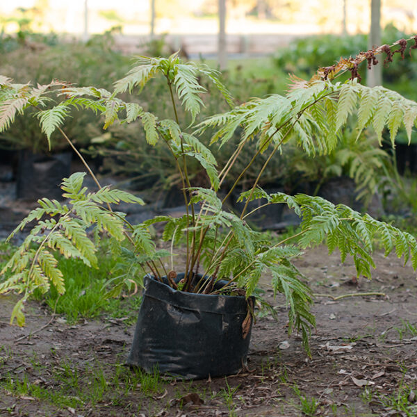 Rhus crenata | EG Paisajismo