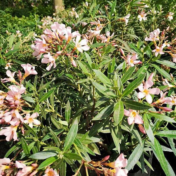 Rhus crenata | EG Paisajismo
